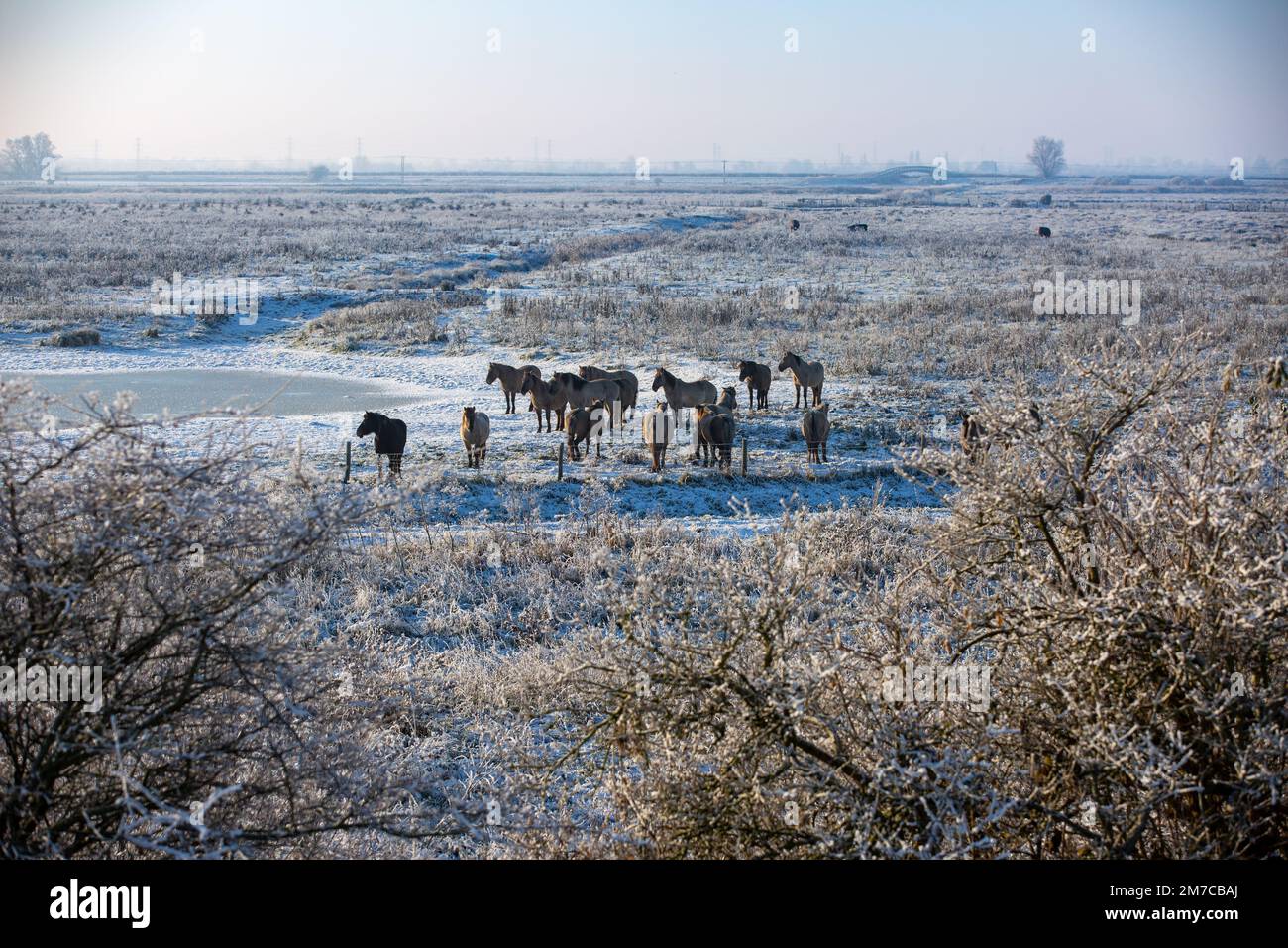 Picture dated December 16th shows Konik horses by a frozen water hole ...
