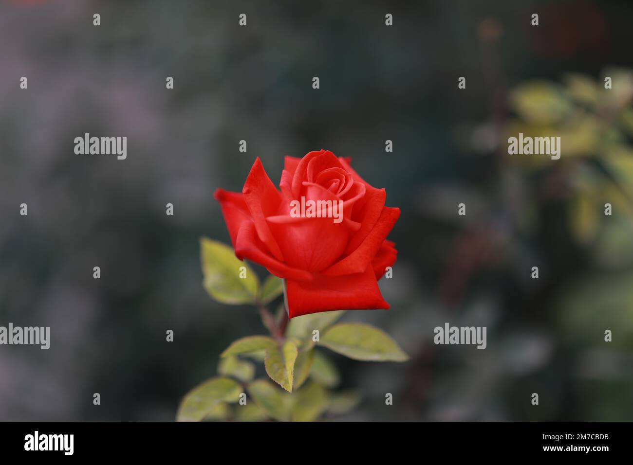 the scarlet red rose bloomed in the botanical garden. High quality ...