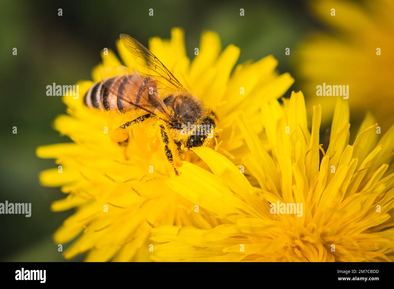 Honey bee covered with yellow pollen collecting nectar from dandelion ...