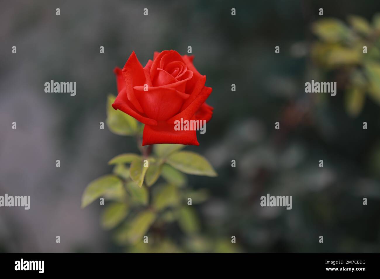 the scarlet red rose bloomed in the botanical garden. High quality ...