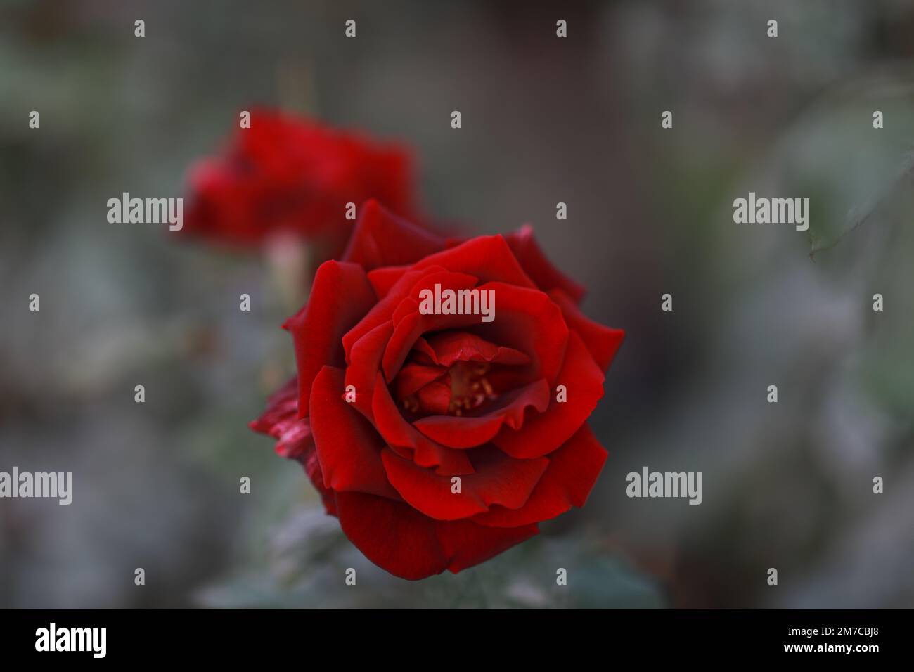 the scarlet red rose bloomed in the botanical garden. High quality ...