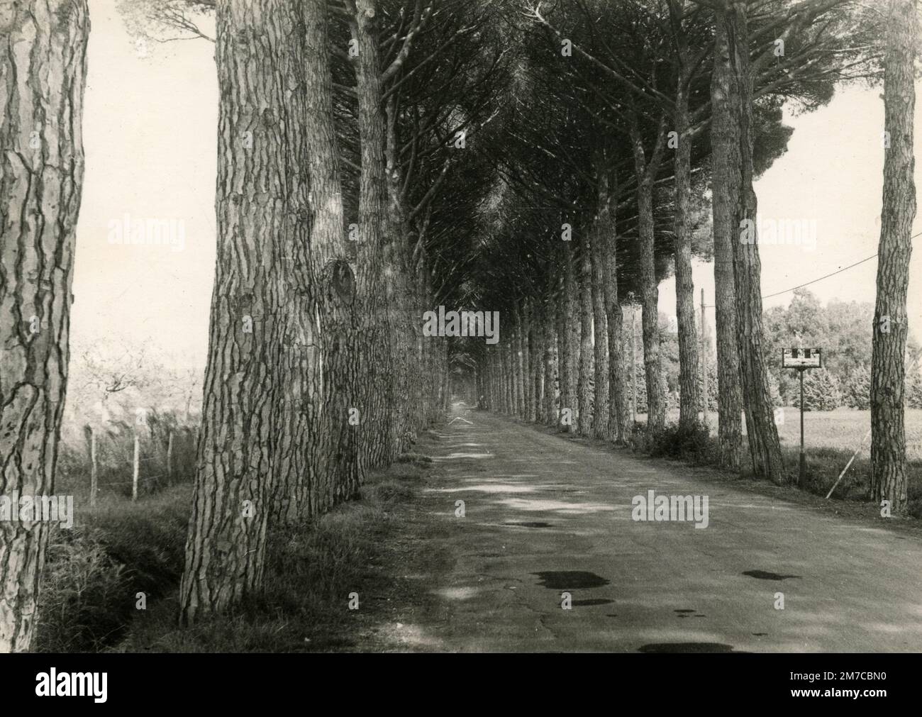 View of Viale dei Pini at Castel Porziano, Italy 1976 Stock Photo - Alamy
