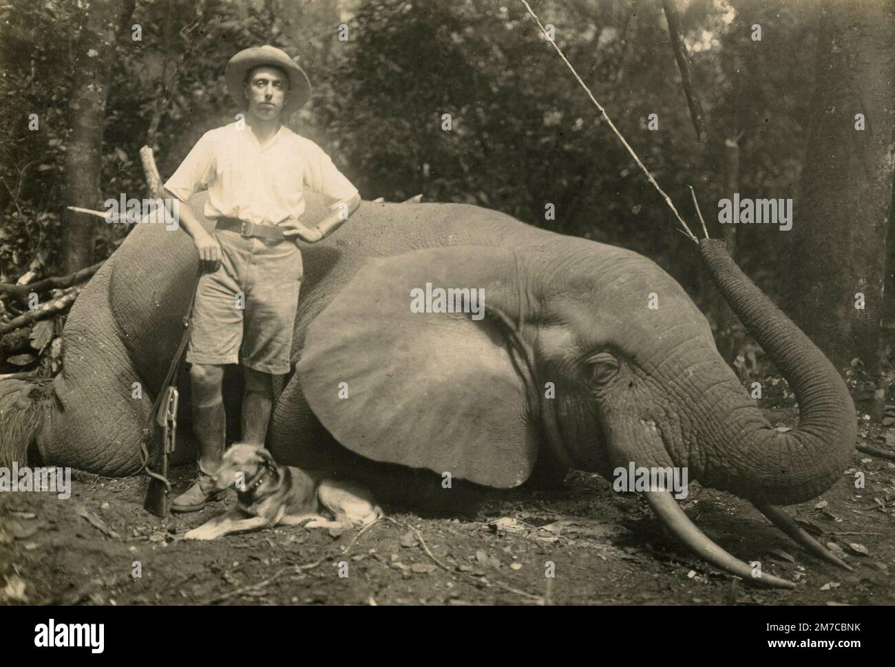 Elephant hunter posing for the photo with the dead trophy, Africa 1950s ...