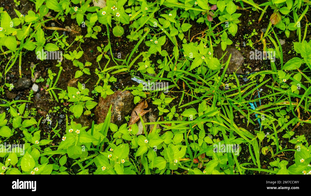beautiful and amazing green little weed plant Stock Photo - Alamy