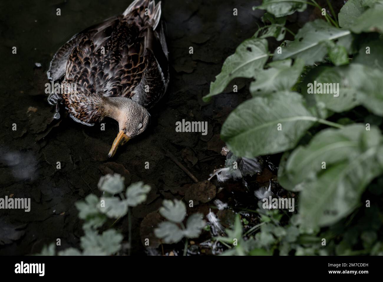 dead duck in water. environmental disaster Stock Photo - Alamy