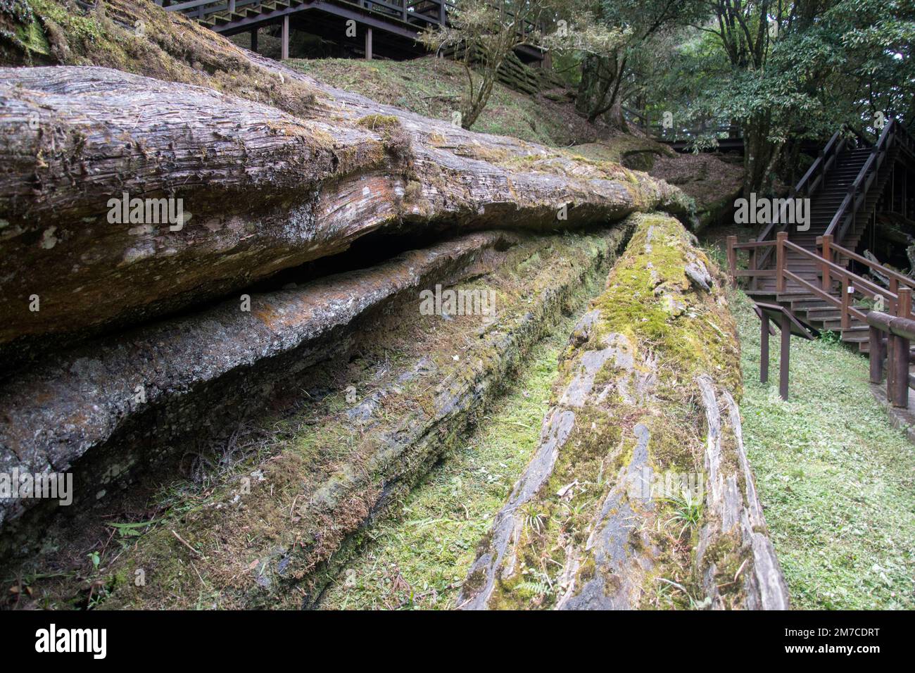 Relics of original sacred cypress tree at Alishan national forest ...