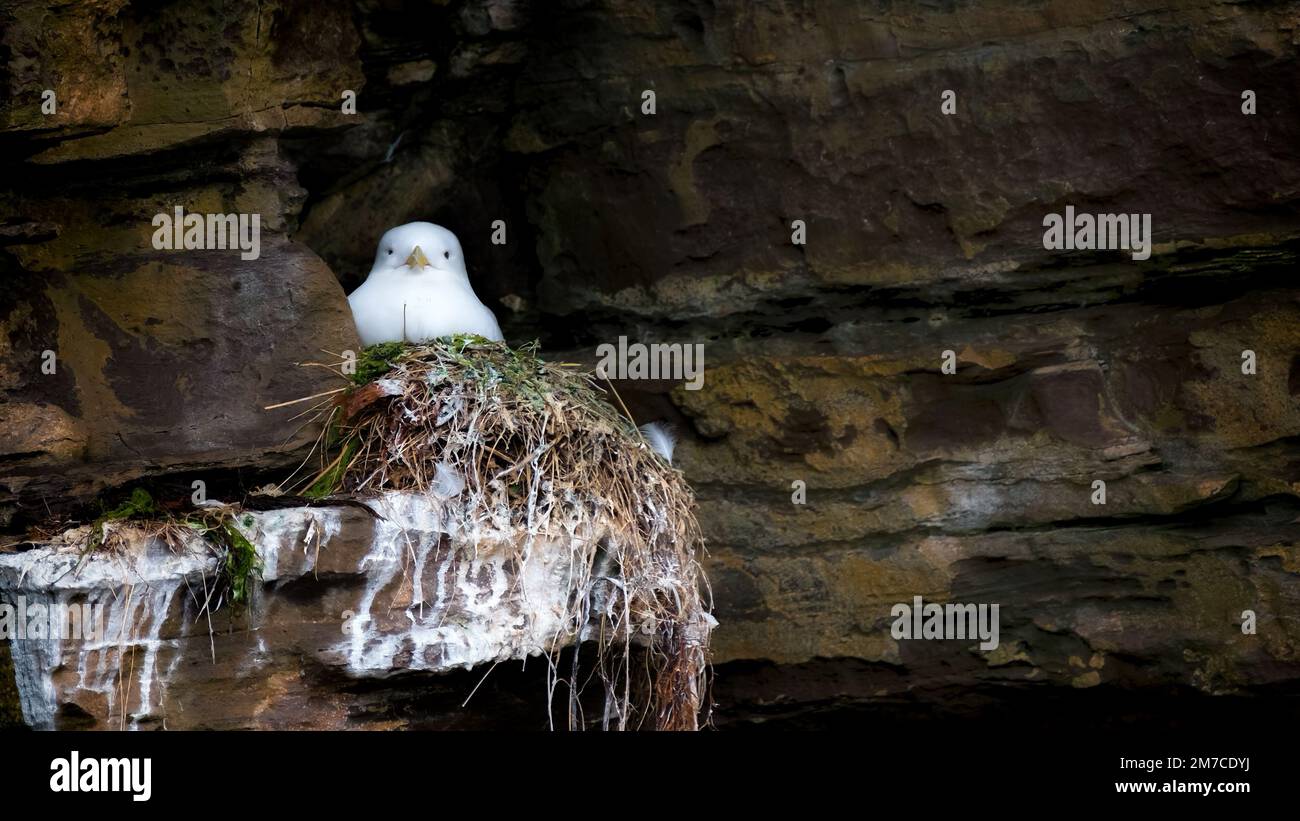Nesting kittiwake on a cliff ledge Stock Photo - Alamy