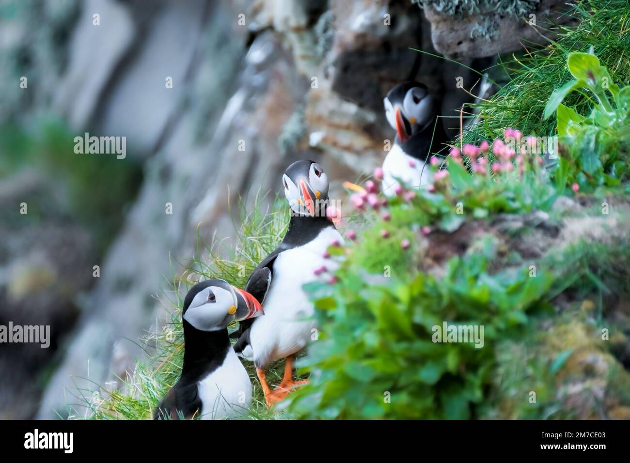 Puffins on a cliff with pink sea thrift Stock Photo - Alamy