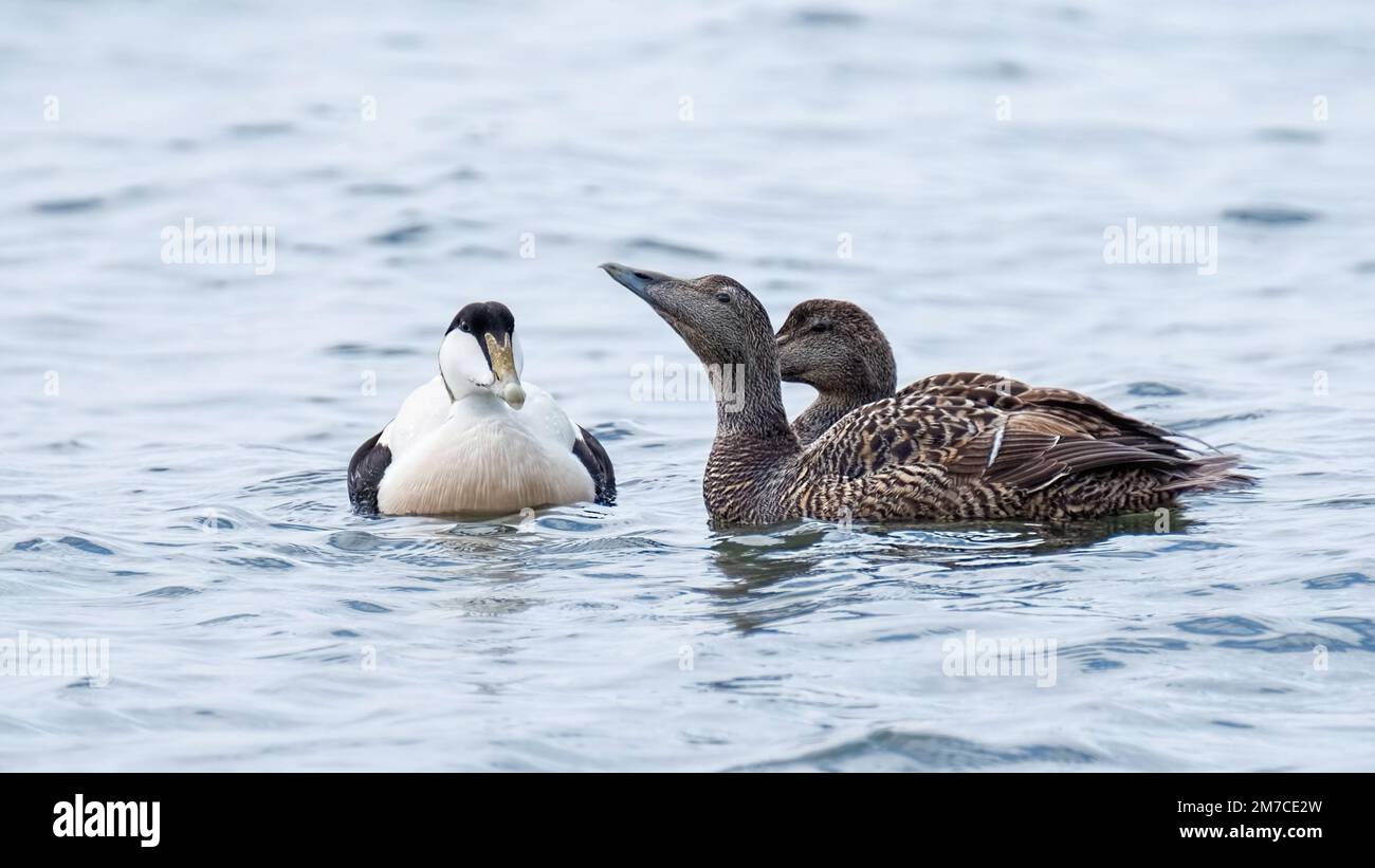 Male and female eider ducks on the ocean Stock Photo - Alamy