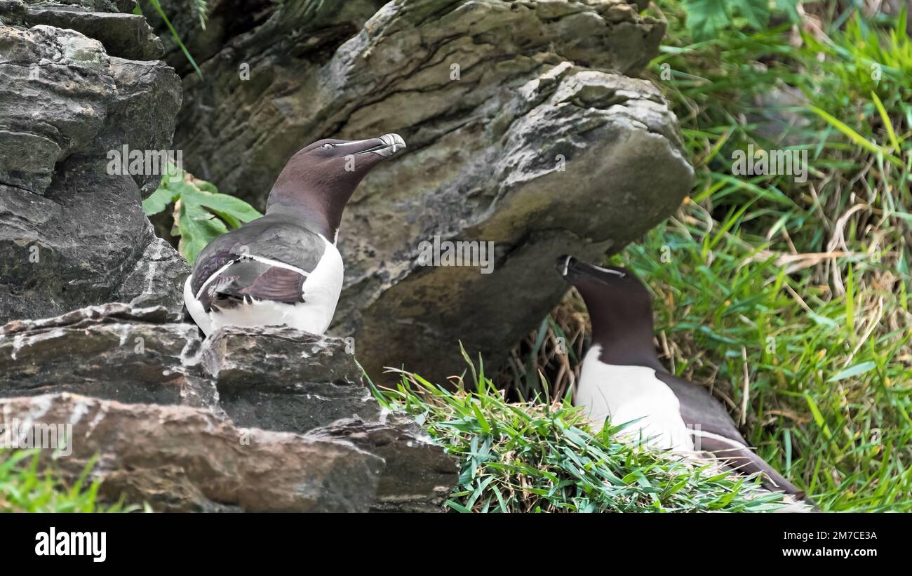 Razorbills cliff bird hi-res stock photography and images - Alamy