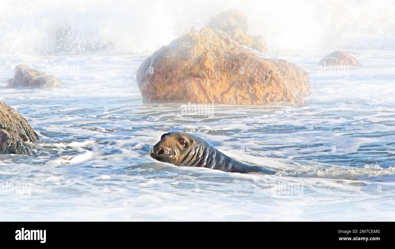 Grey seal bull swimming in the ocean Stock Photo - Alamy
