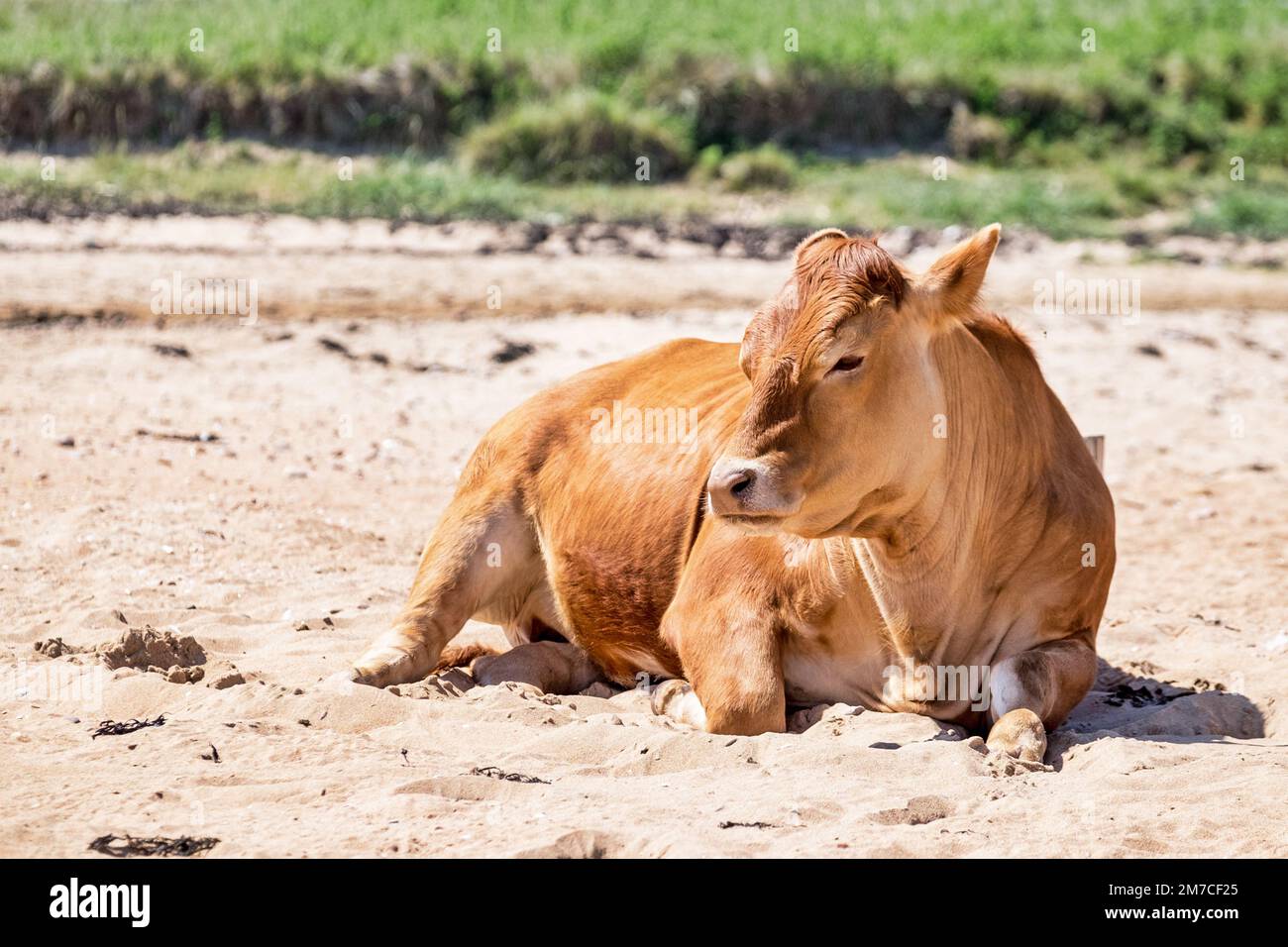 Cow sunbathing on Brora beach Stock Photo - Alamy
