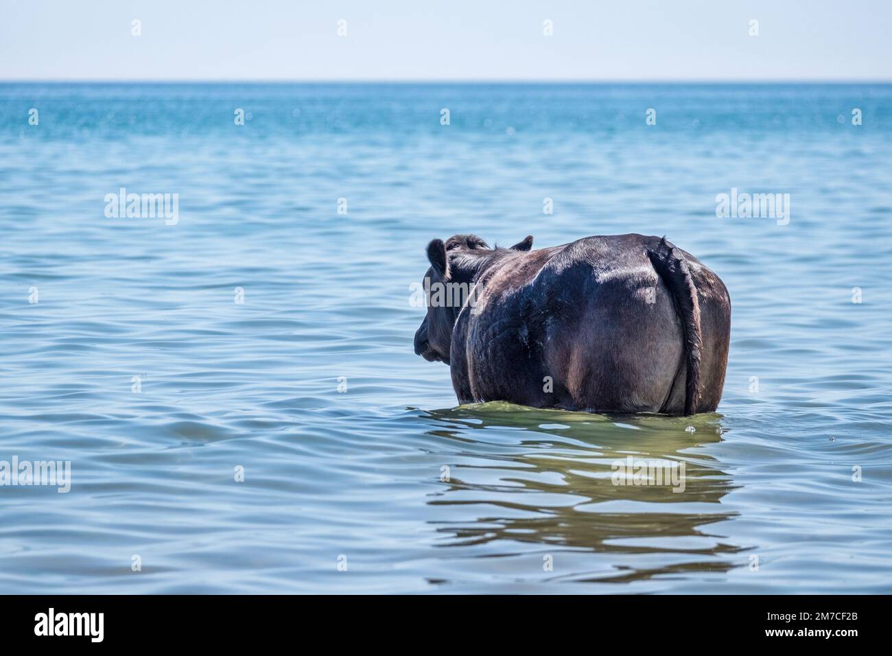 Cow cooling off Brora beach on a hot summer's day in the Highlands ...