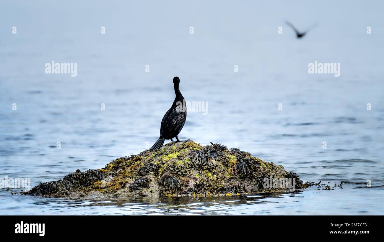 Shag on a rock watching another shag fly away Stock Photo - Alamy
