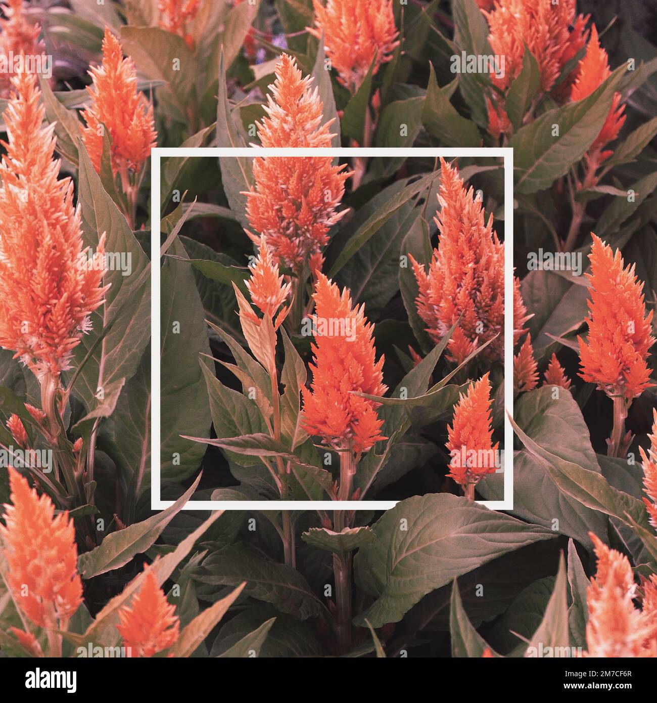 Creative rectangle frame nature layout made of leaf and flowers. Flat ...