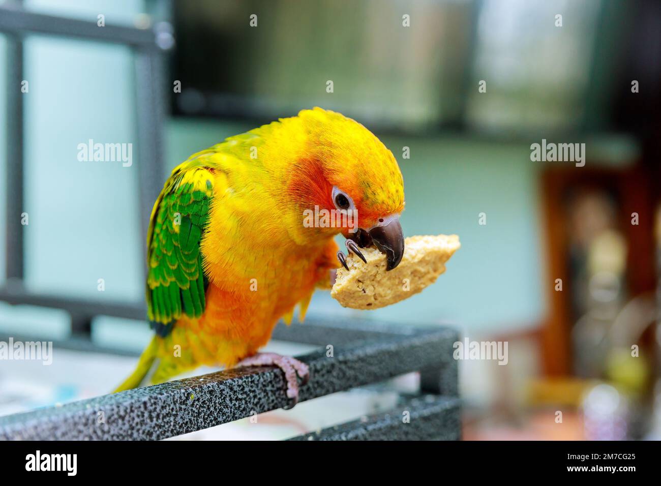 Sun Conure parrot bird are eating cookies on house Stock Photo - Alamy