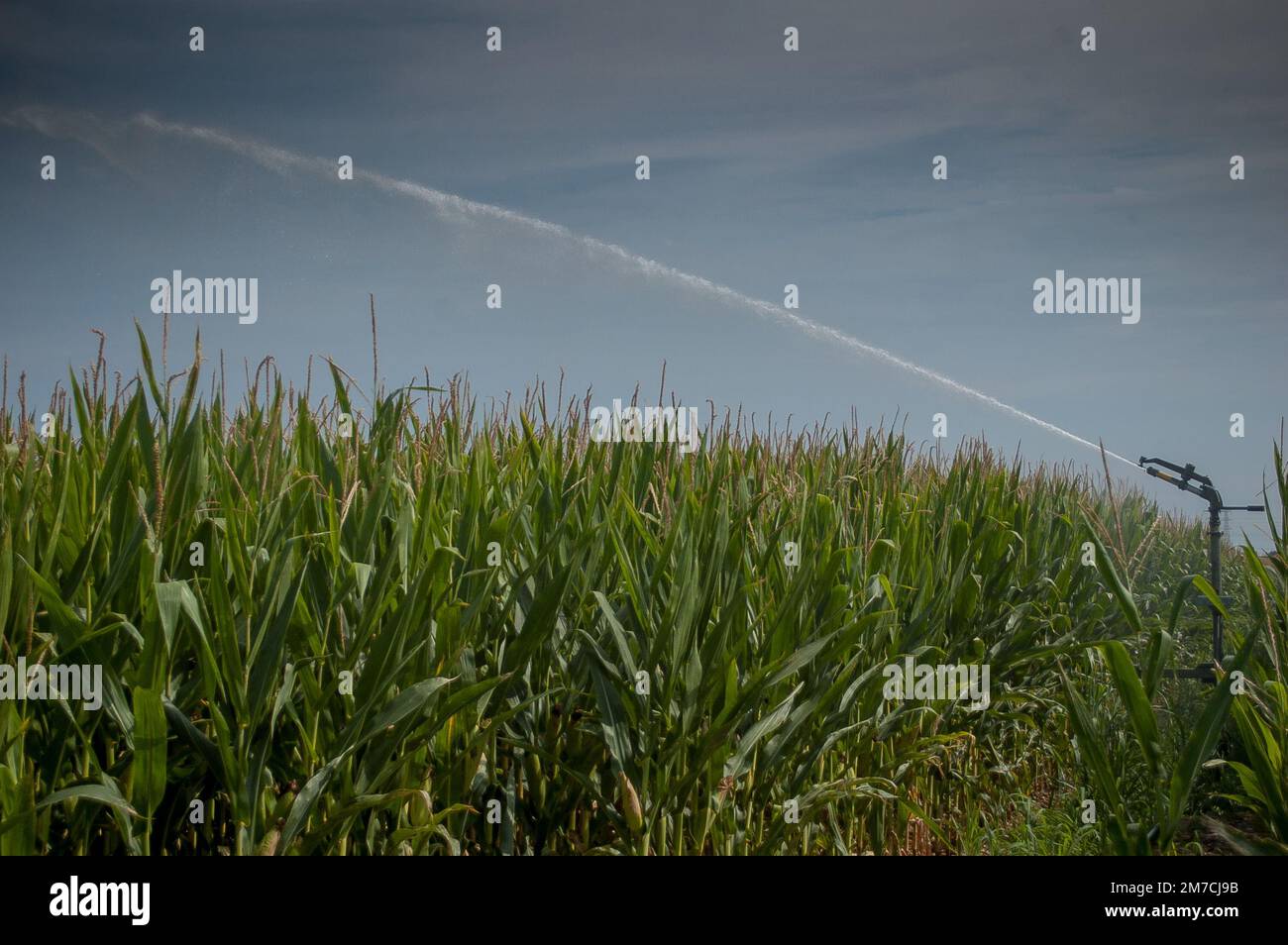 Watering the corn field mobile concept Stock Photo - Alamy