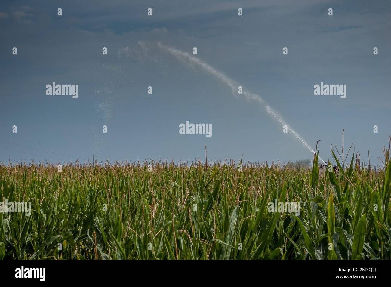 Watering the corn field mobile concept Stock Photo - Alamy