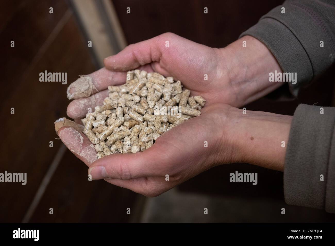 Frille, Germany. 04th Jan, 2023. A woman holds wood pellets in the ...