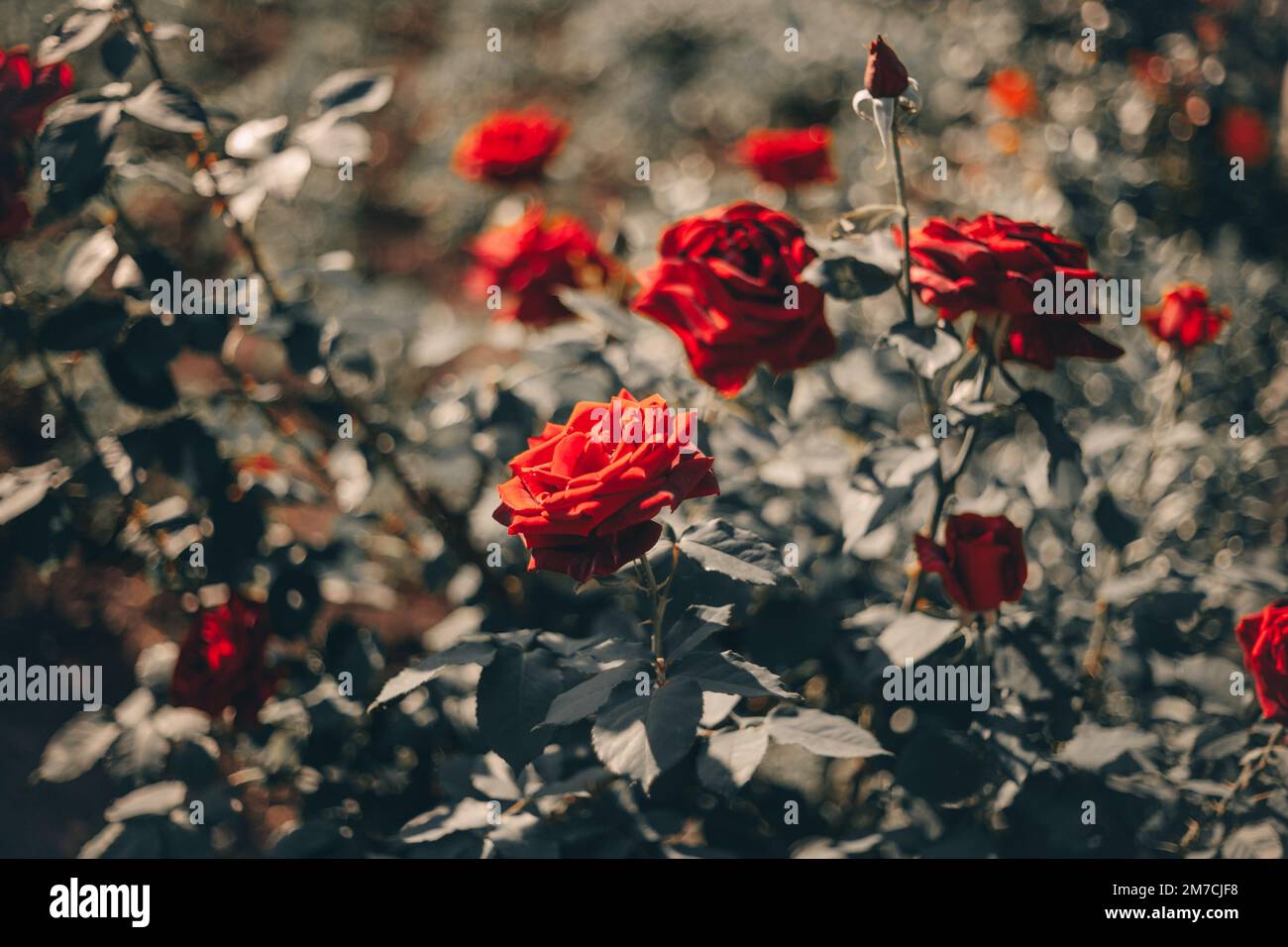 Black And Red Roses Tumblr