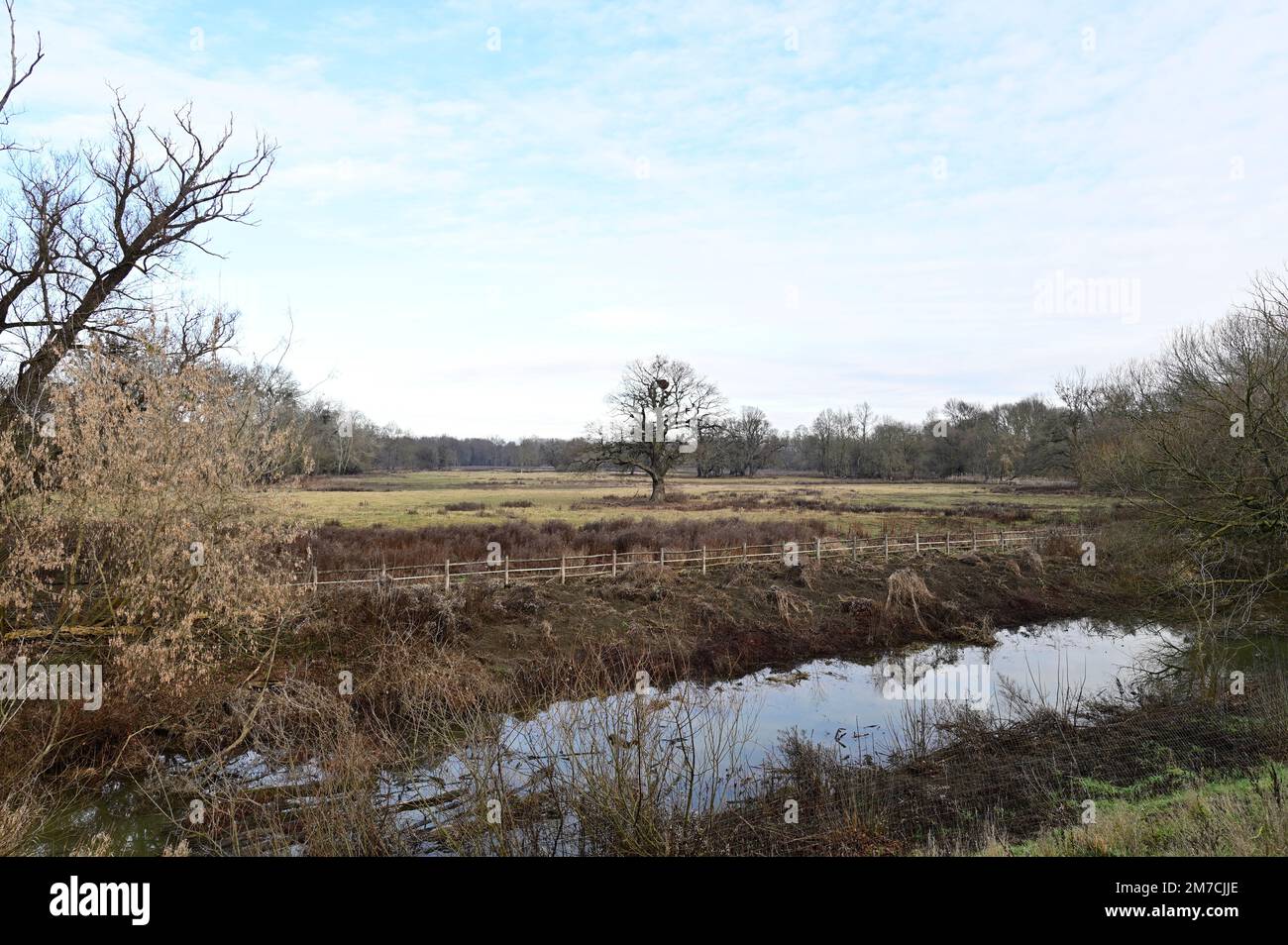 Lower Austria, Austria. Marchauen nature reserve in the floodplain of ...
