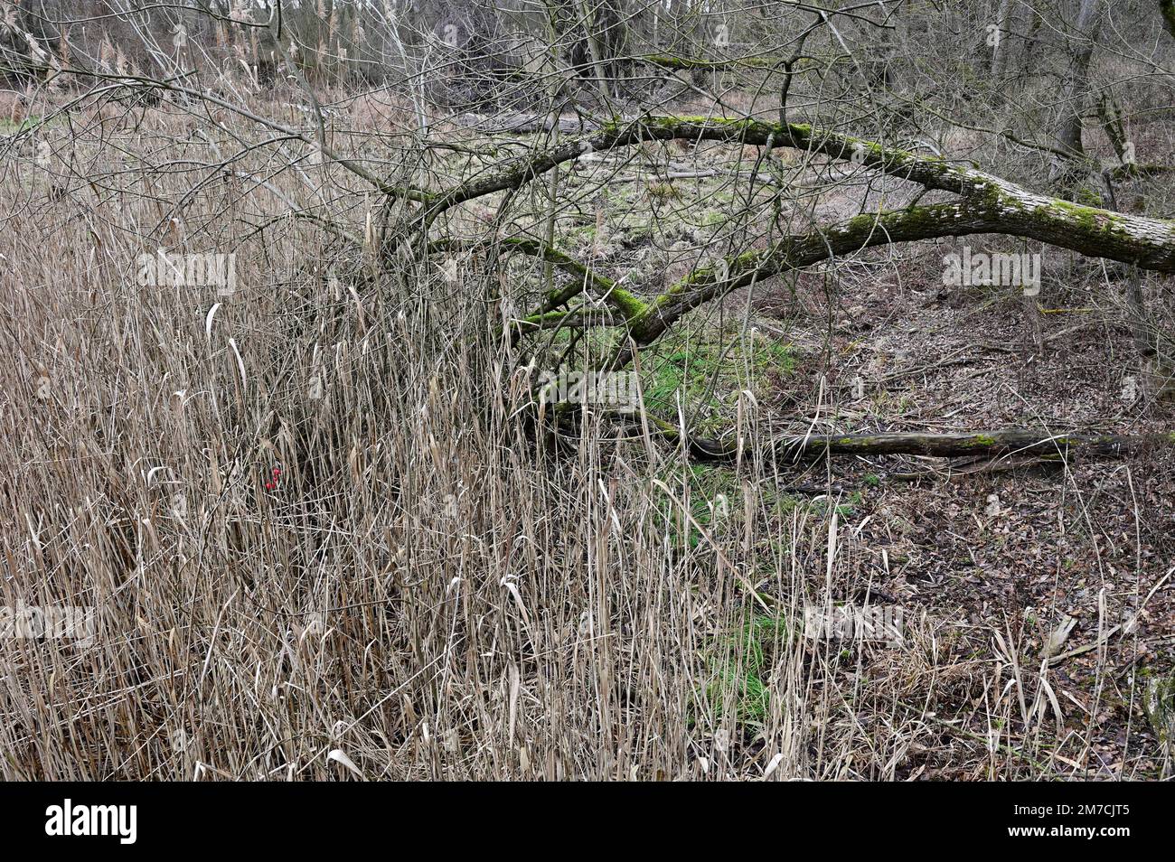 Lower Austria, Austria. Marchauen nature reserve in the floodplain of ...