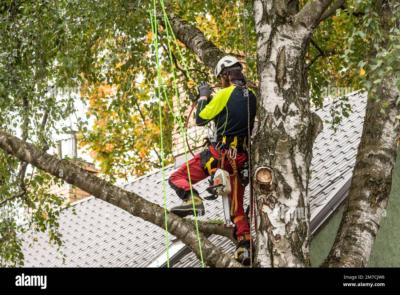 RIGA, LATVIA. 28th September 2020. Selective focus photo. Arborist on ...