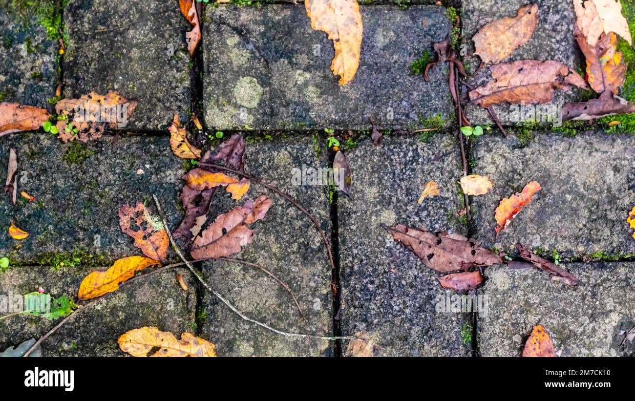 paving blocks with autumn leaves in the background Stock Photo - Alamy
