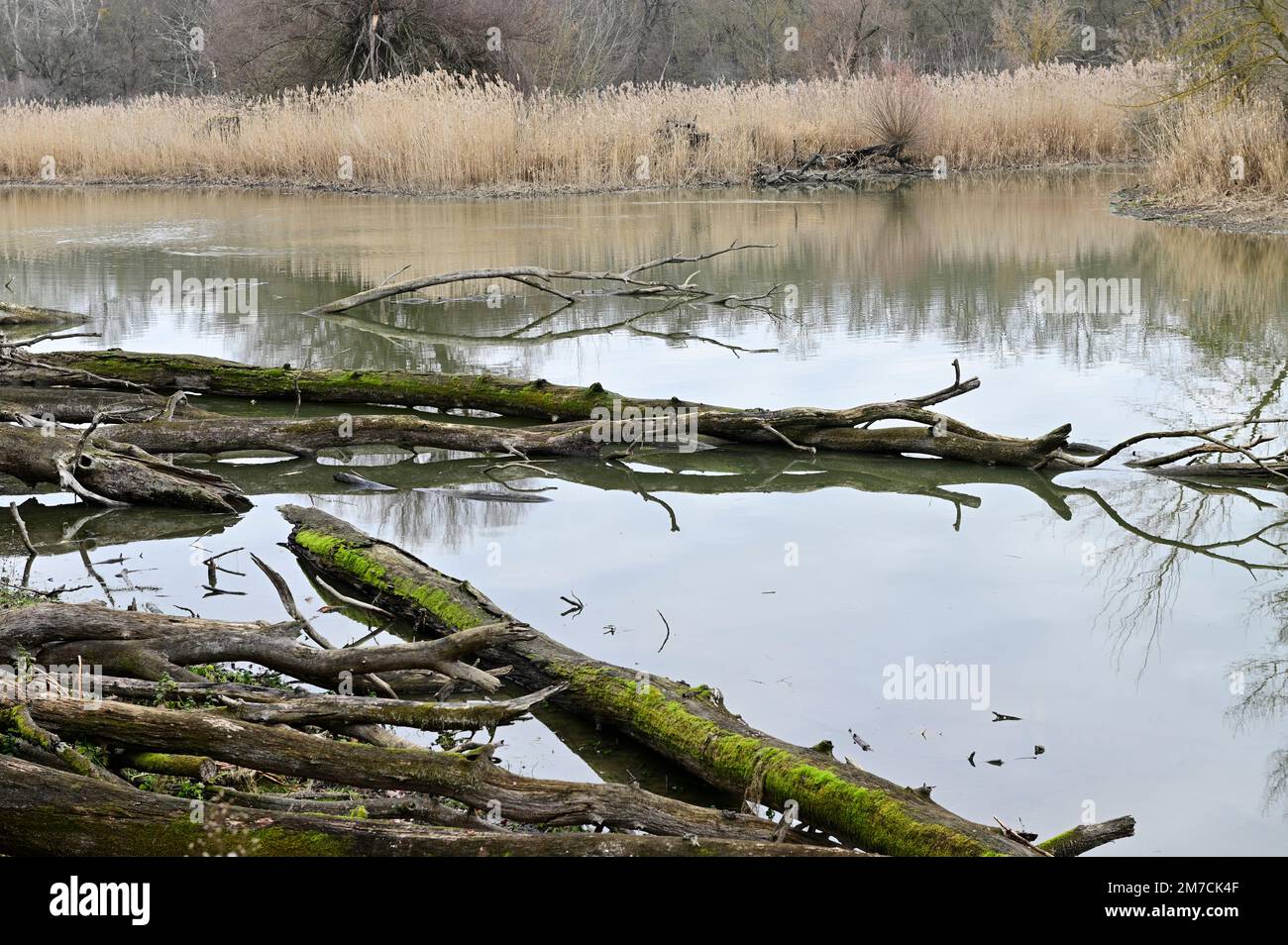 Lower Austria, Austria. Marchauen nature reserve in the floodplain of ...