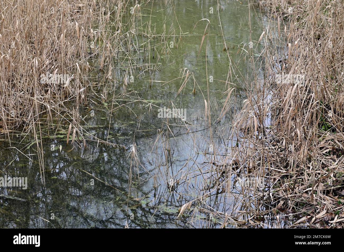Lower Austria, Austria. Marchauen nature reserve in the floodplain of ...