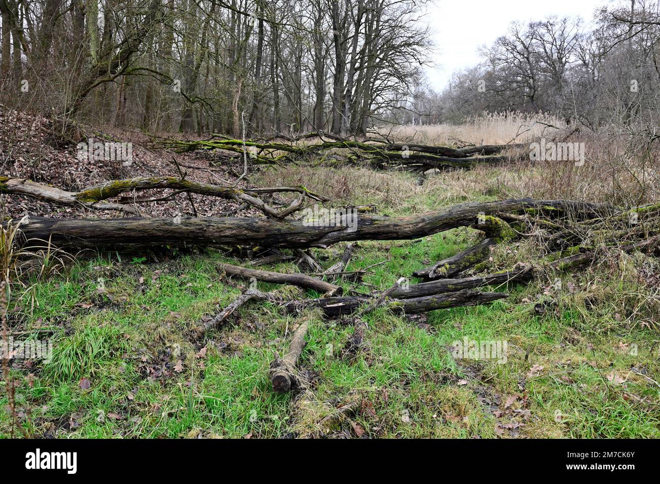 Lower Austria, Austria. Marchauen nature reserve in the floodplain of ...