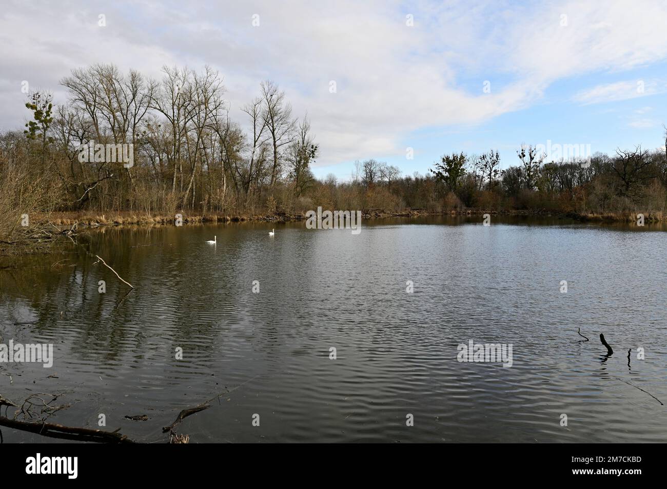 Lower Austria, Austria. Marchauen nature reserve in the floodplain of ...