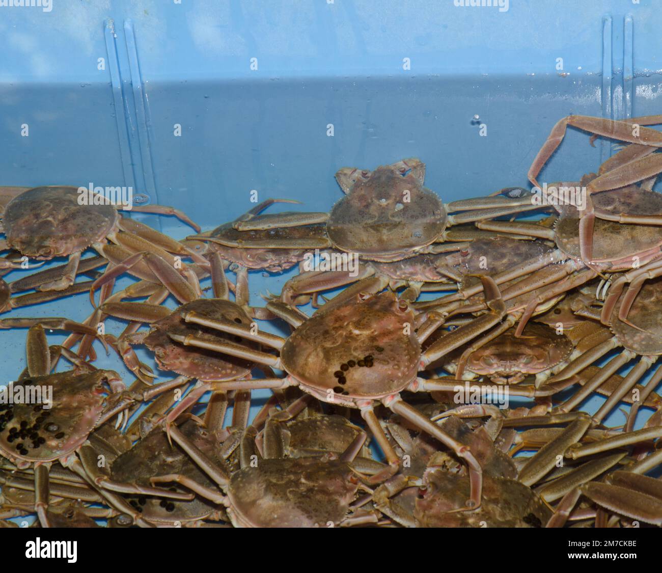 Snow crabs Chionoecetes opilio in a water tank. Tsukiji Market. Tsukiji ...