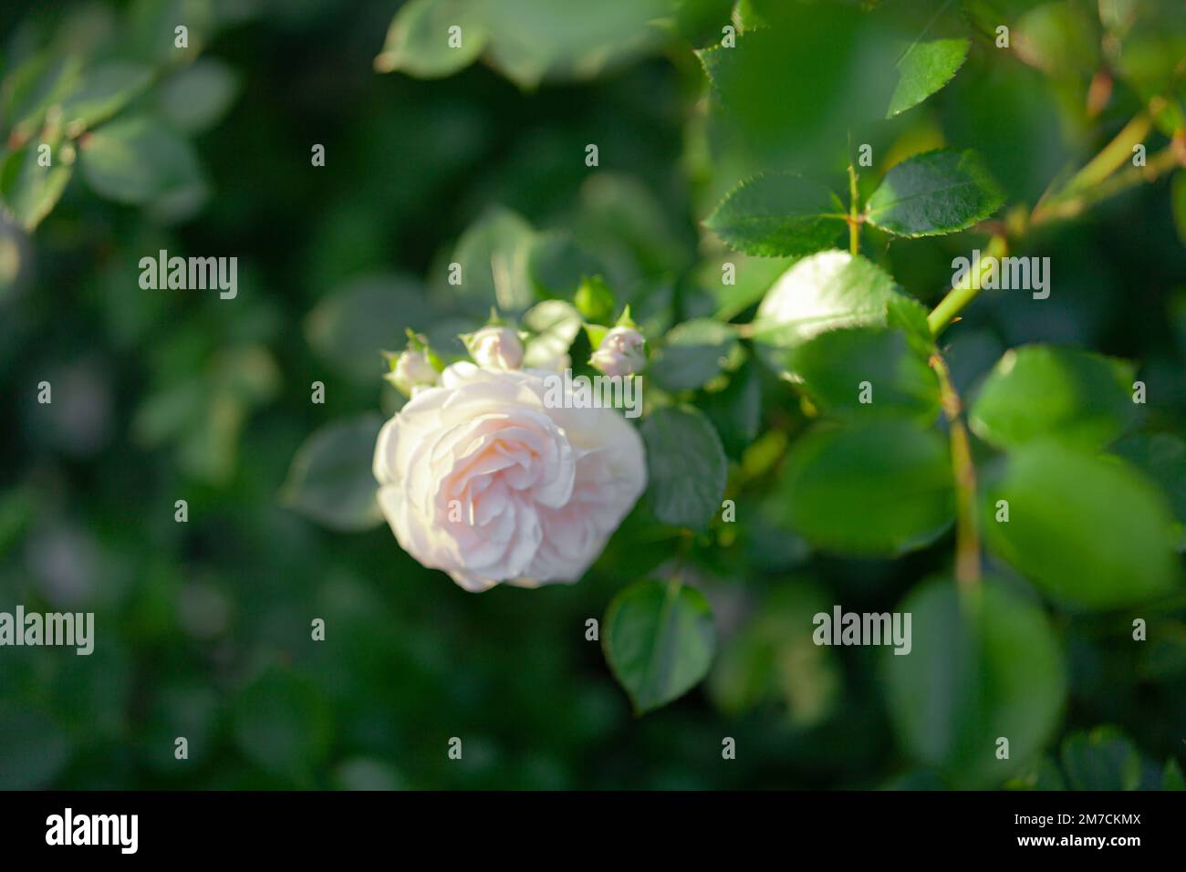 beautiful rosebuds bloom in our garden and are pleasing to the eye ...