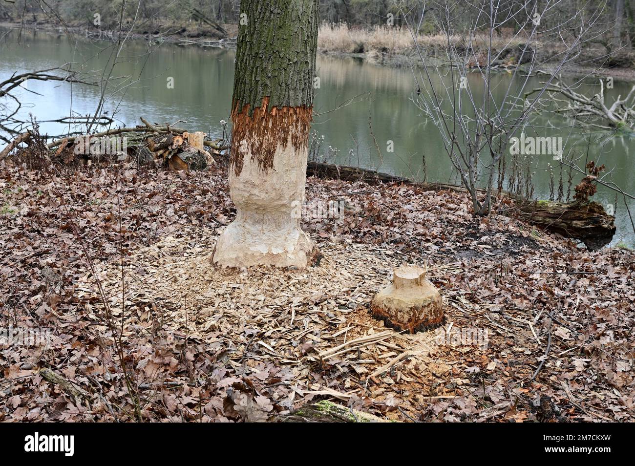 Lower Austria, Austria. Marchauen nature reserve in the floodplain of ...