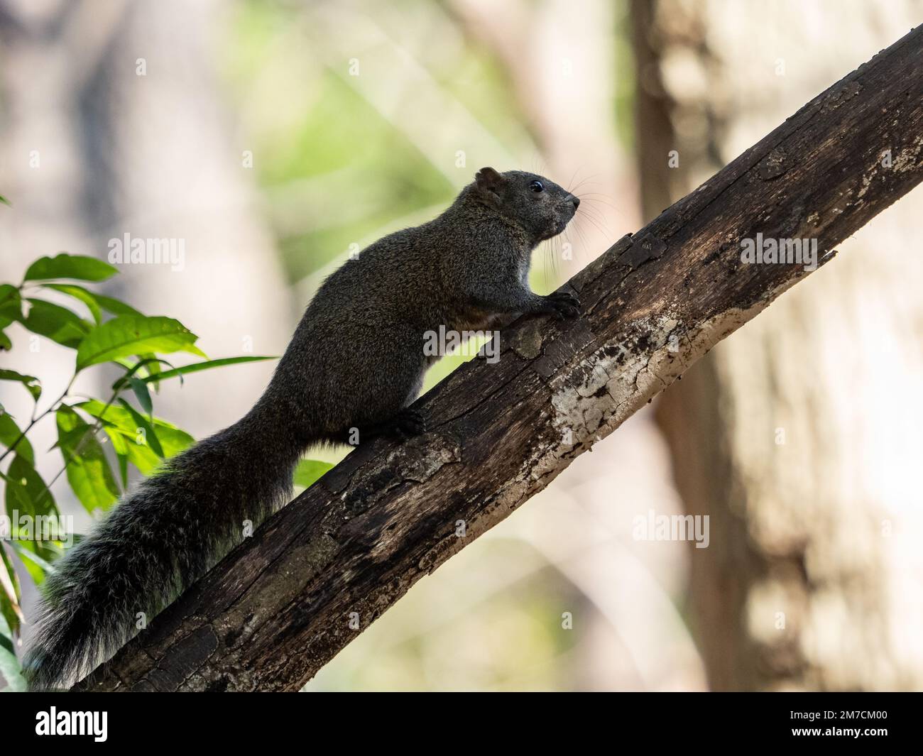 Formosan squirrel hi-res stock photography and images - Alamy