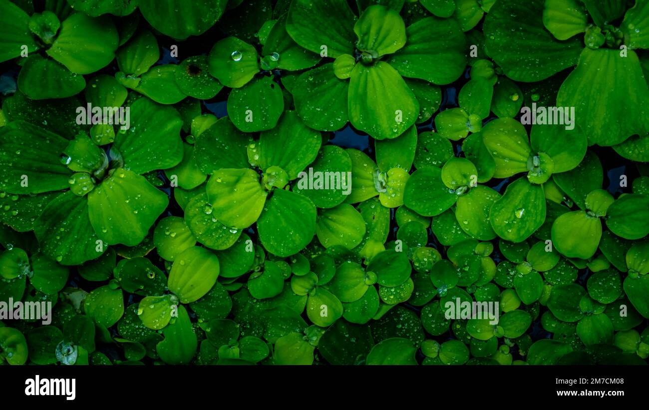 Pistia Stratiotes plants floating on the water Stock Photo - Alamy