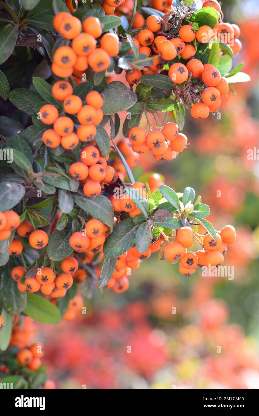 Sea buckthorn, it's known as seaberry, the plant's color is beauty ...