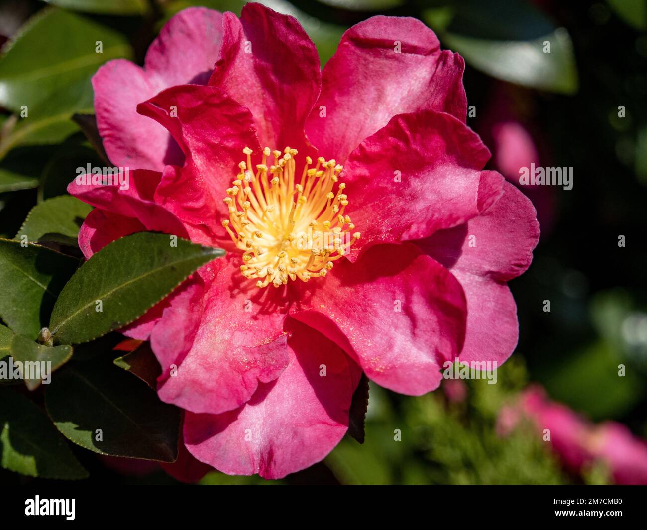 Japanese camellia flower, camellia japonica, blooming in winter along a ...