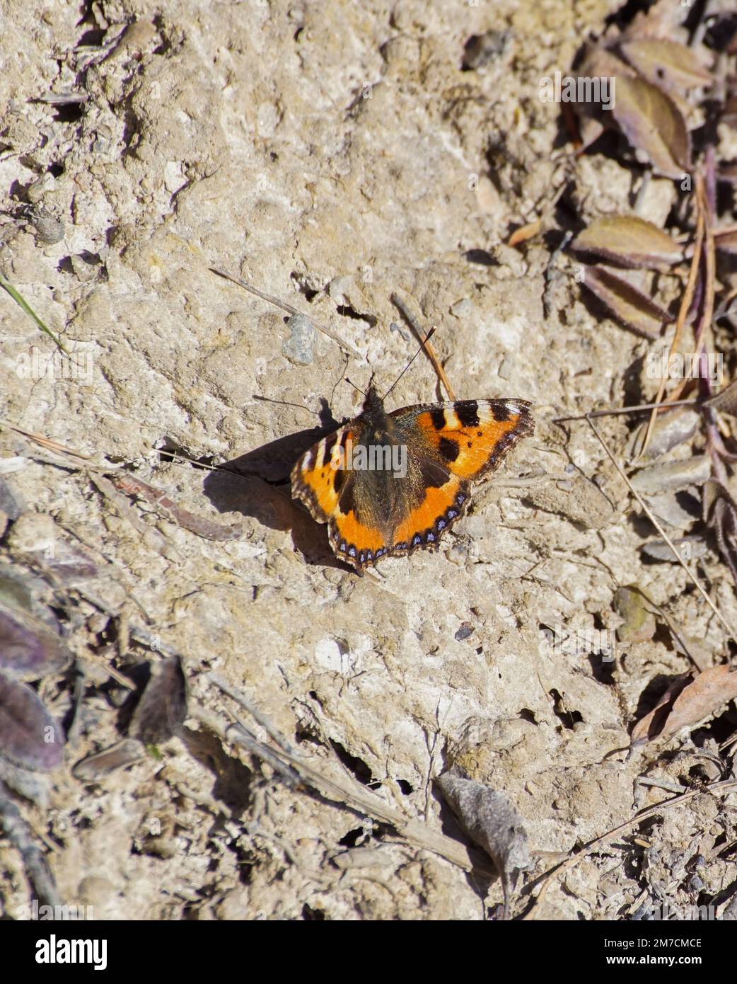 Angle wing butterflies hi-res stock photography and images - Alamy