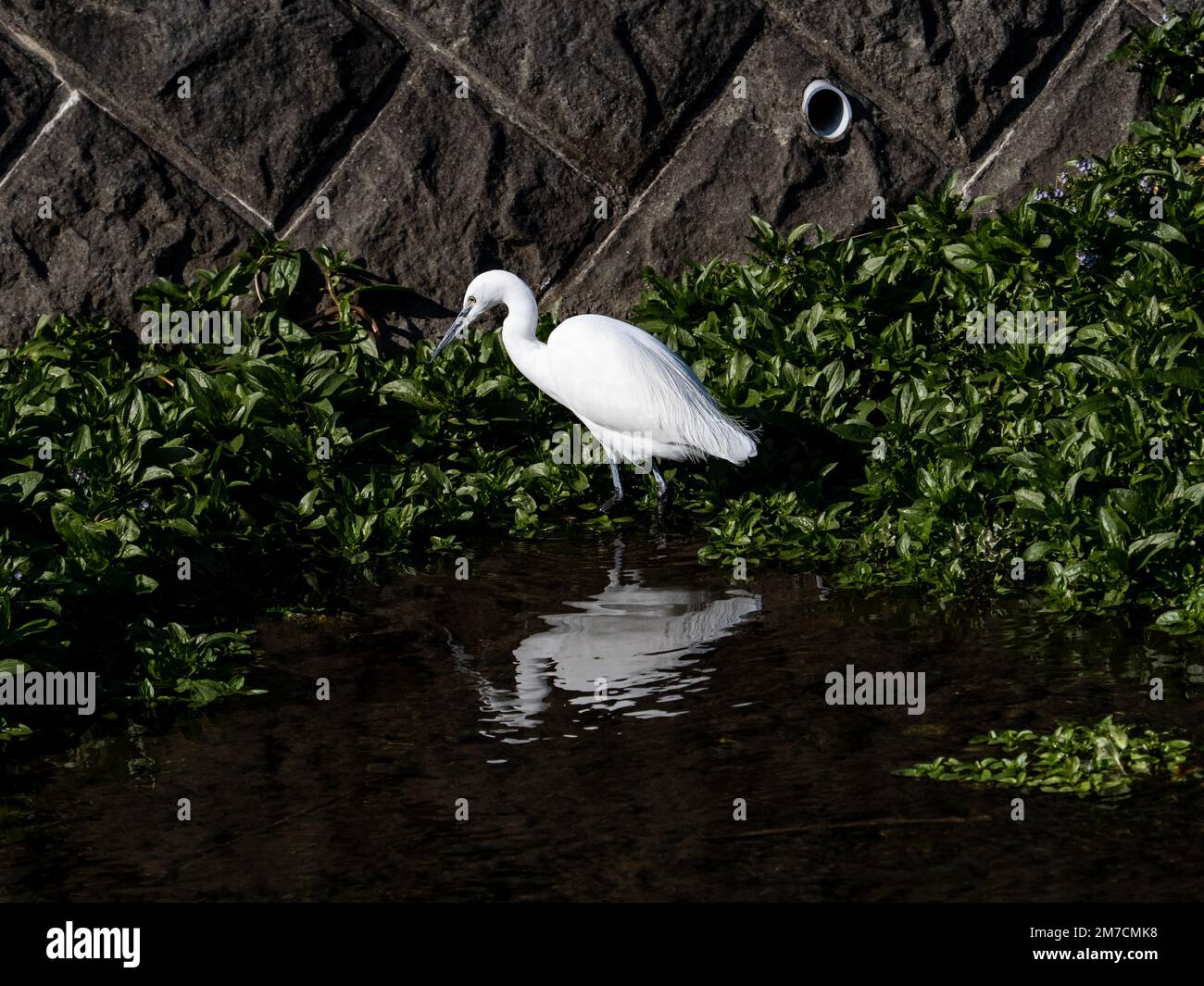 A brilliant, white little egret, egretta garzetta, walks along the ...