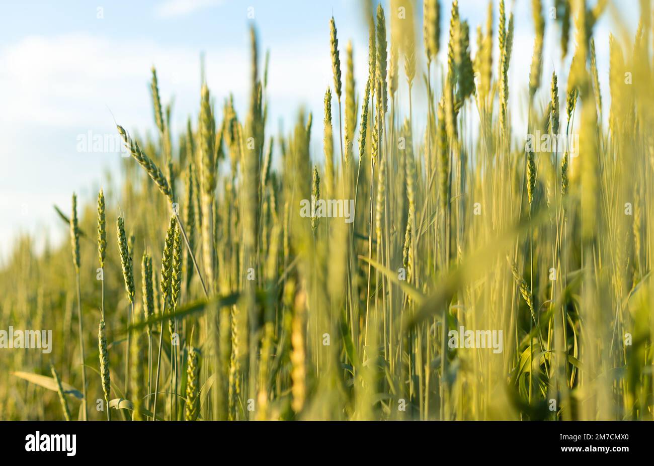 Ears of young wheat in the field. The concept of food crisis and ...