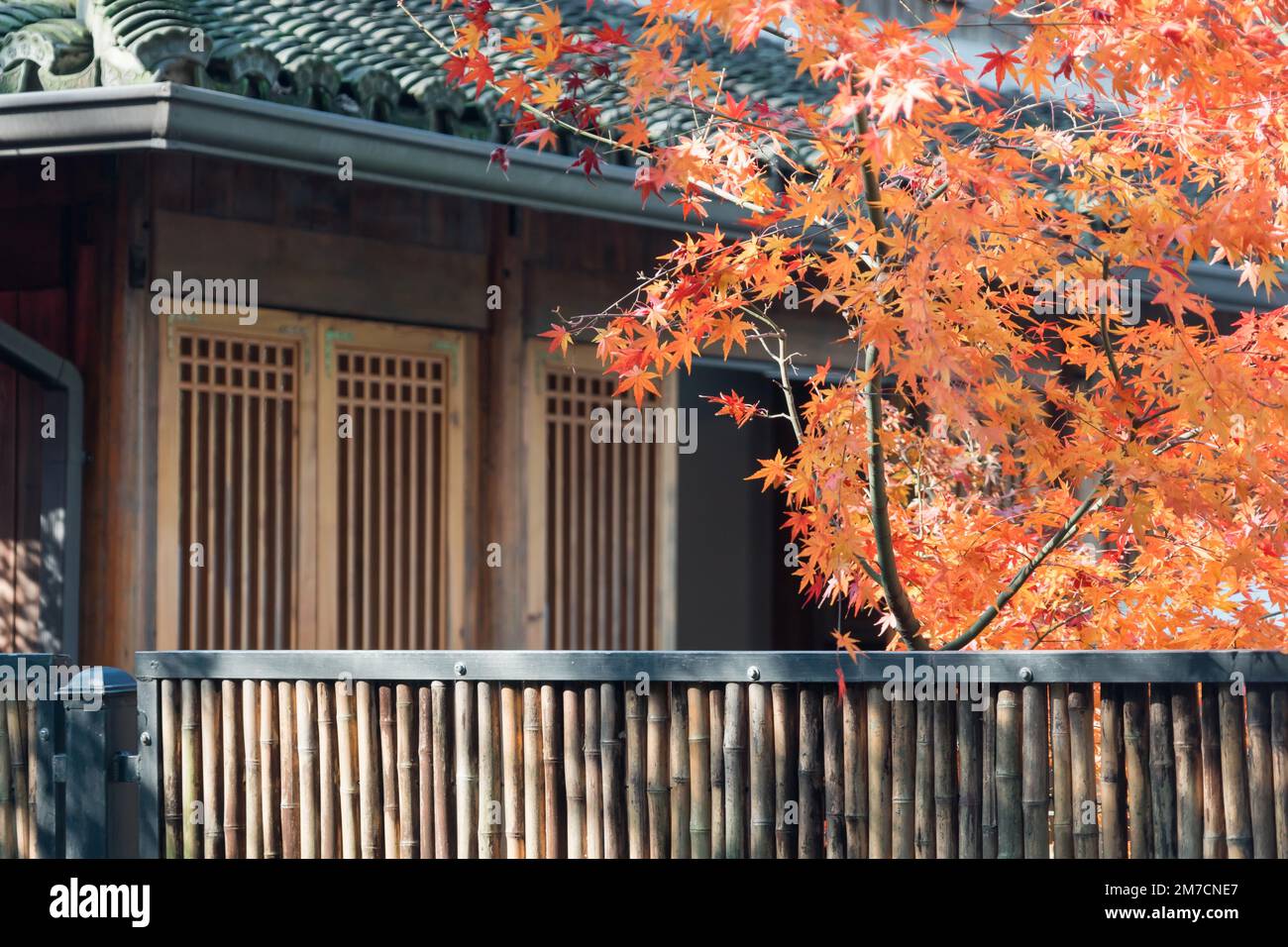 A typical Chinese building with an autumn maple tree in front in ...