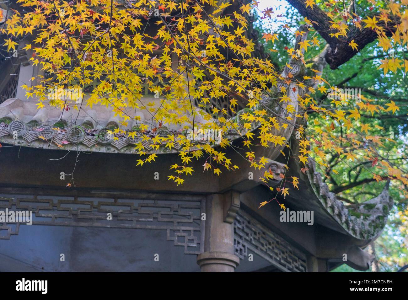 The yellow leaves of an autumn tree covering the architecture of a ...