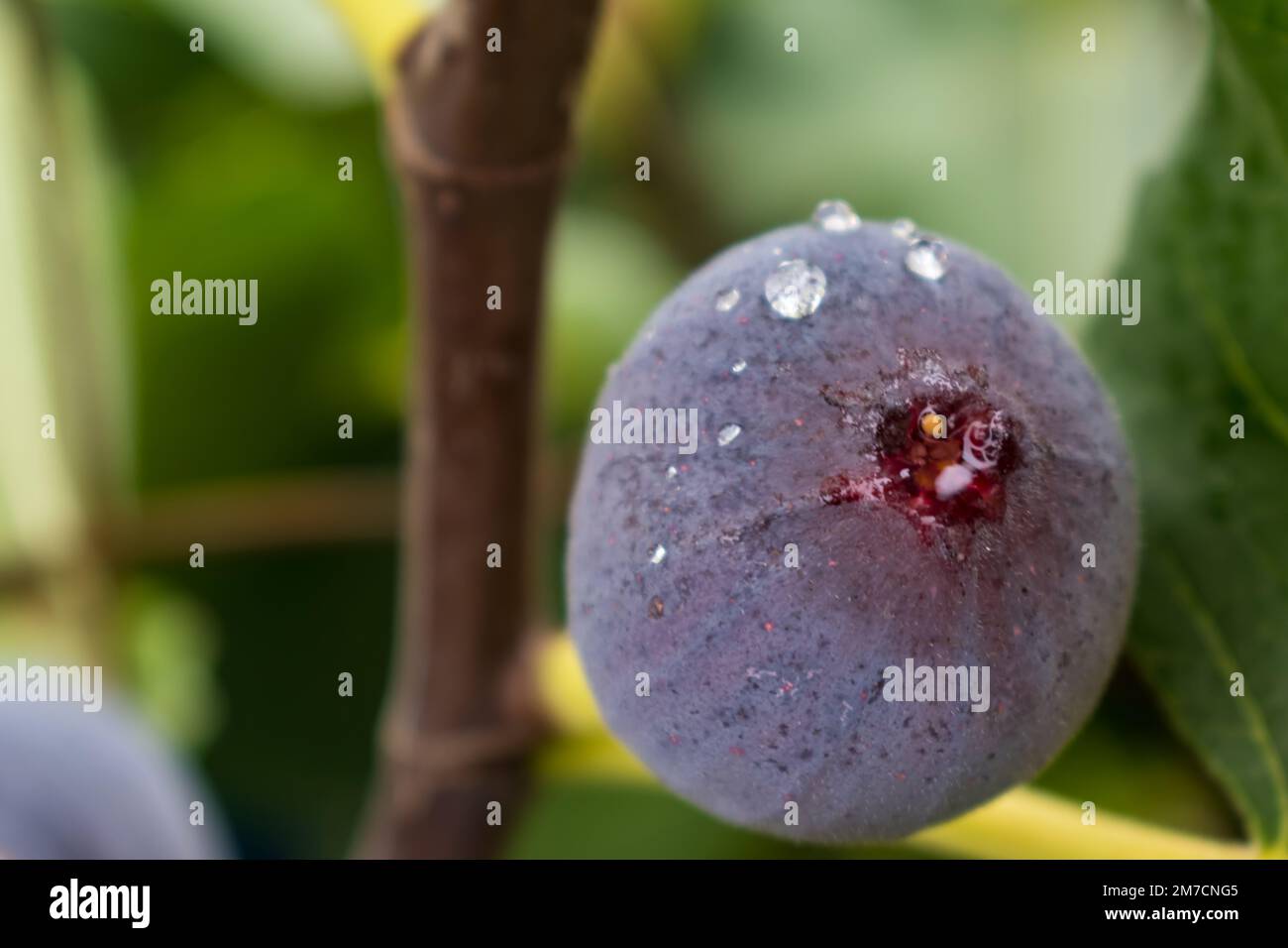 Purple fig fruit hanging from the branch of a fig tree with dew and ...