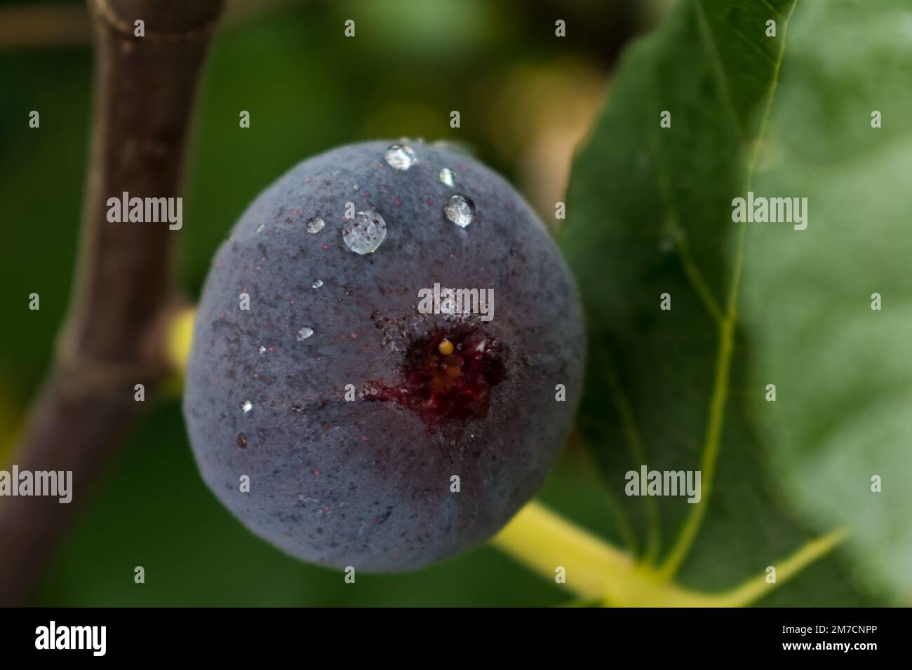 Purple fig fruit hanging from the branch of a fig tree with dew and ...