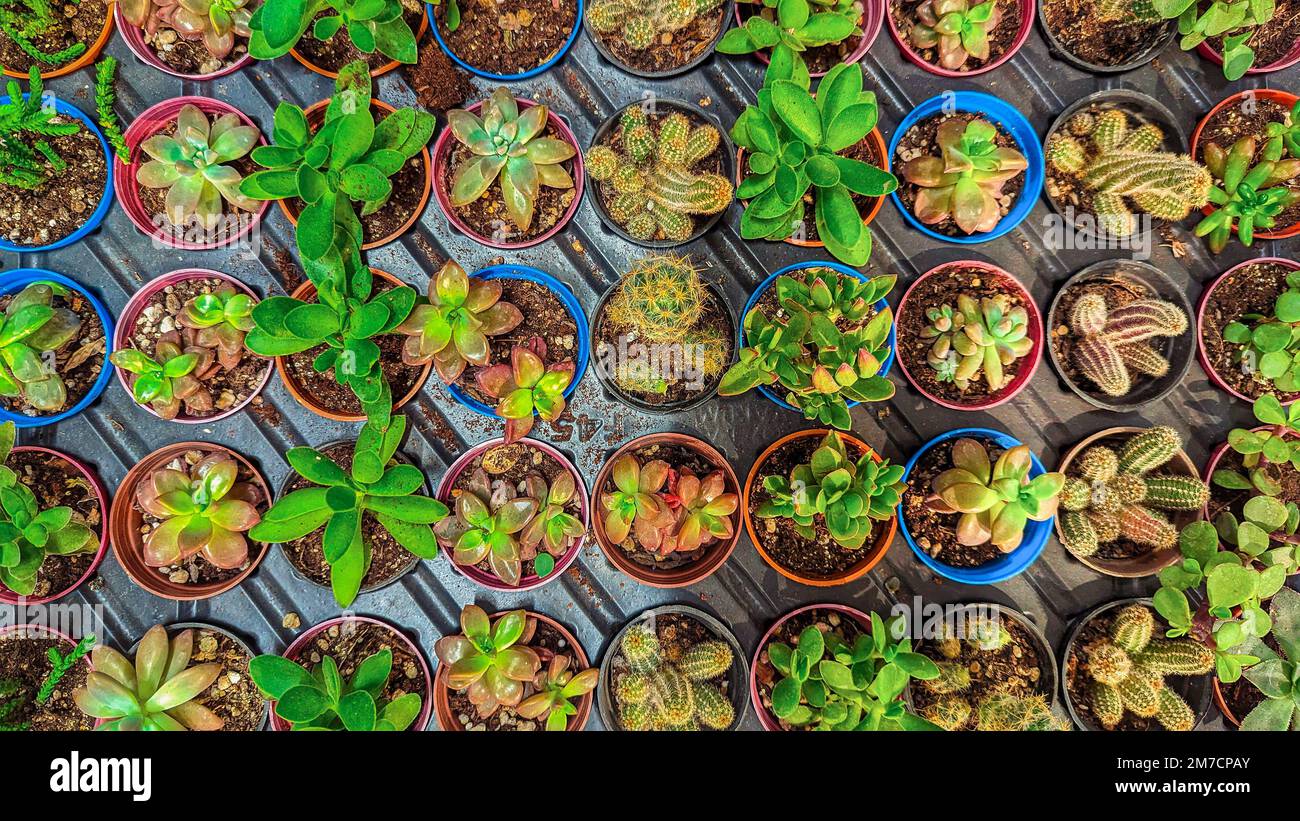 Miniature cacti in pots flat view closen up Stock Photo - Alamy