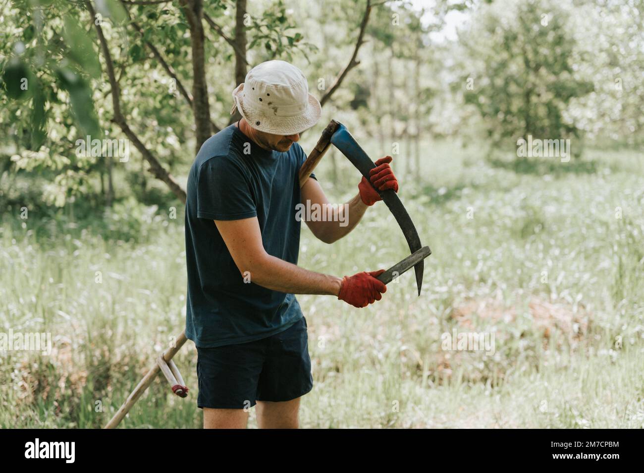 mowing grass traditional old-fashioned way with hand scythe on ...
