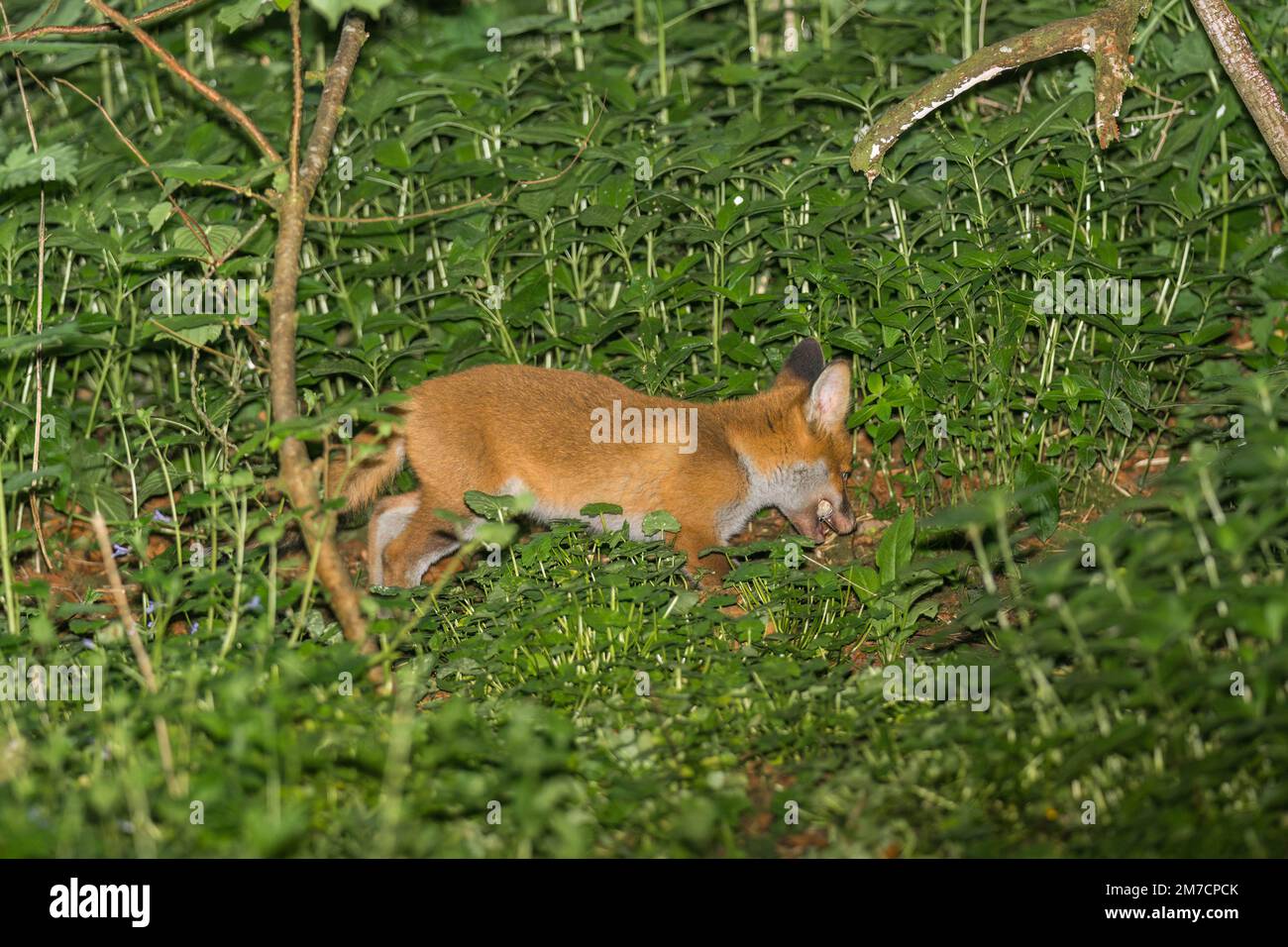 Red Fox cub (Vulpes vulpes) approximately 8/10 weeks old venturing ...