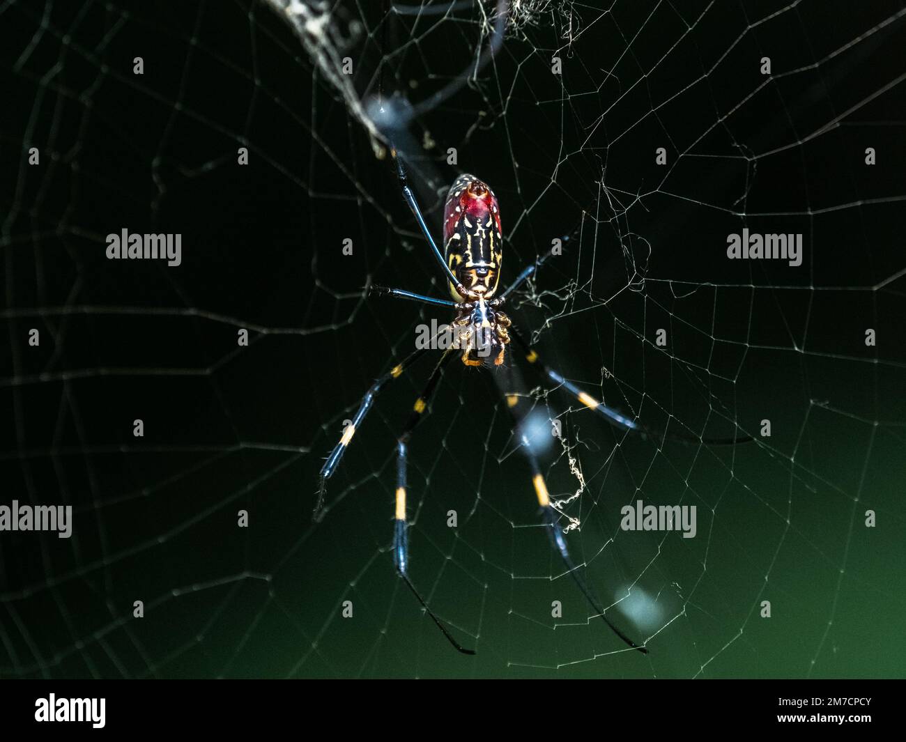 A large, colorful joro spider, trichonephila clavata, rests on its web ...